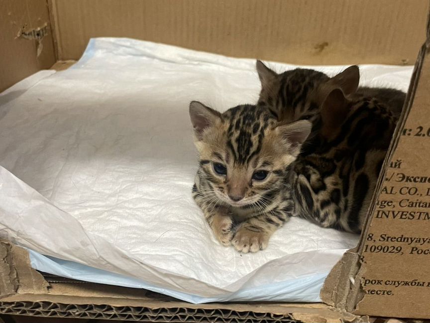 Котята бенгалы бенгальские котята
