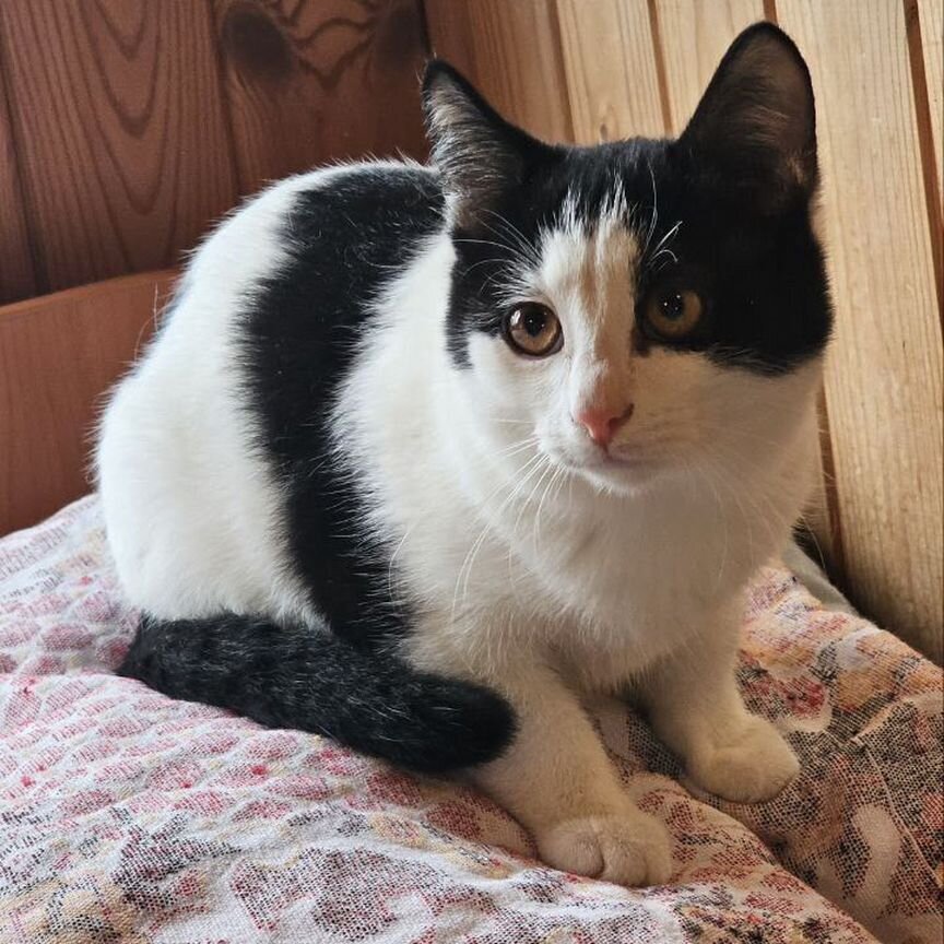 Классный котенок Тимка
