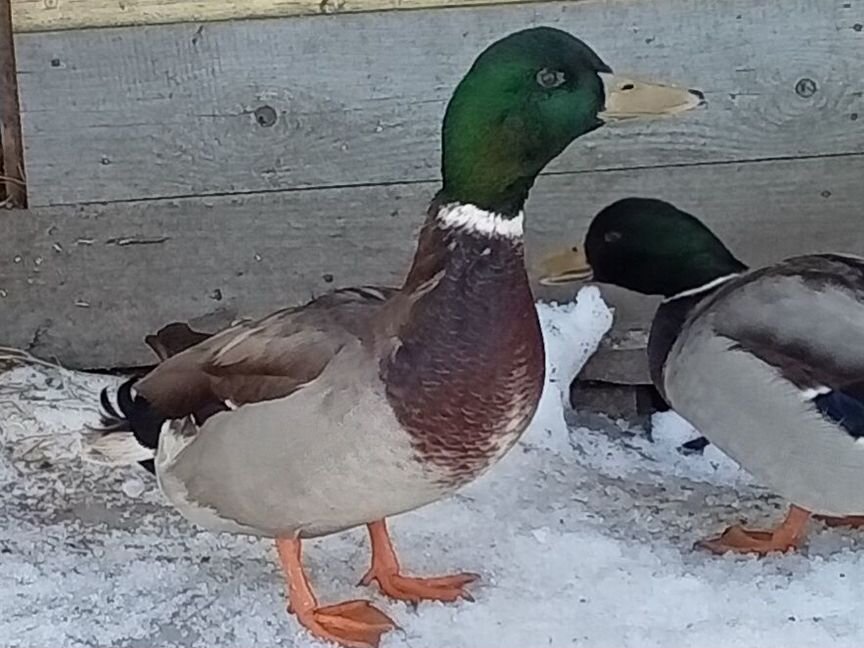 Селезни подсадной утки