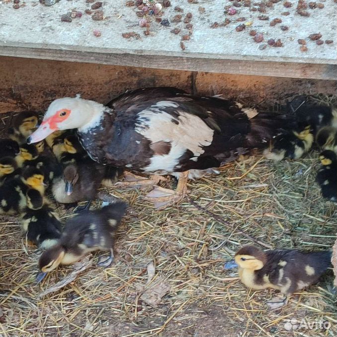 Мускусные утки индоутки индоутята