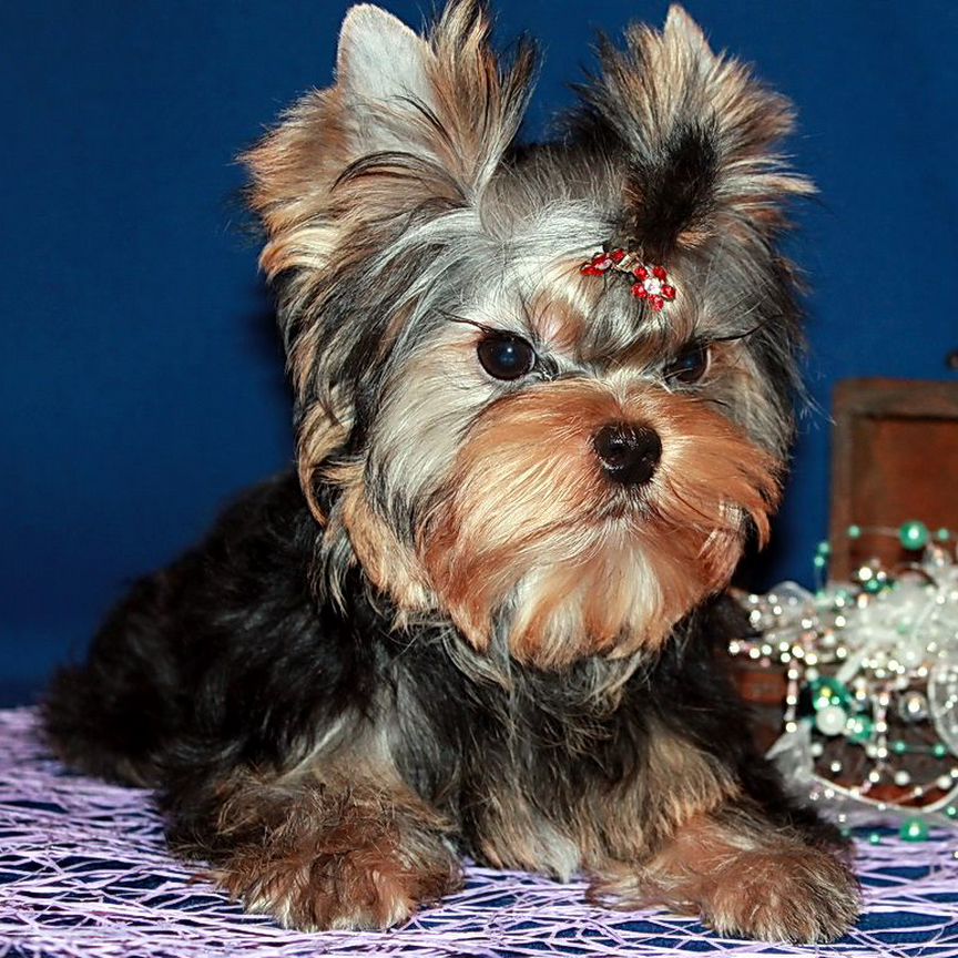 Йоркширский терьер, щенок