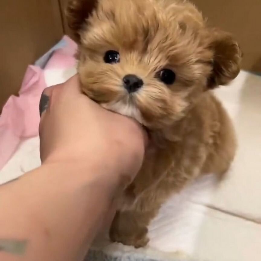 Мальтипу Китай