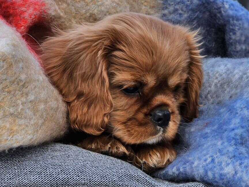 Кавалер кинг чарльз спаниель щенок девочка