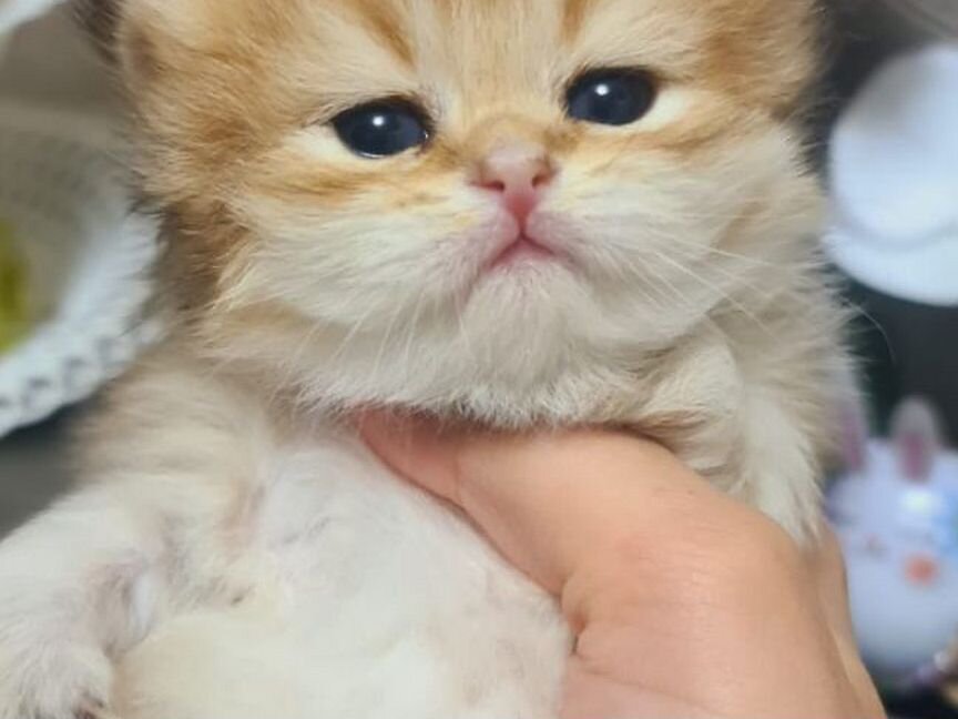 Британская золотая шиншилла котёнок девочка