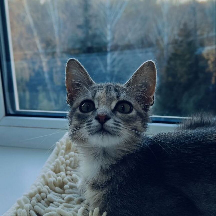 Котёнок