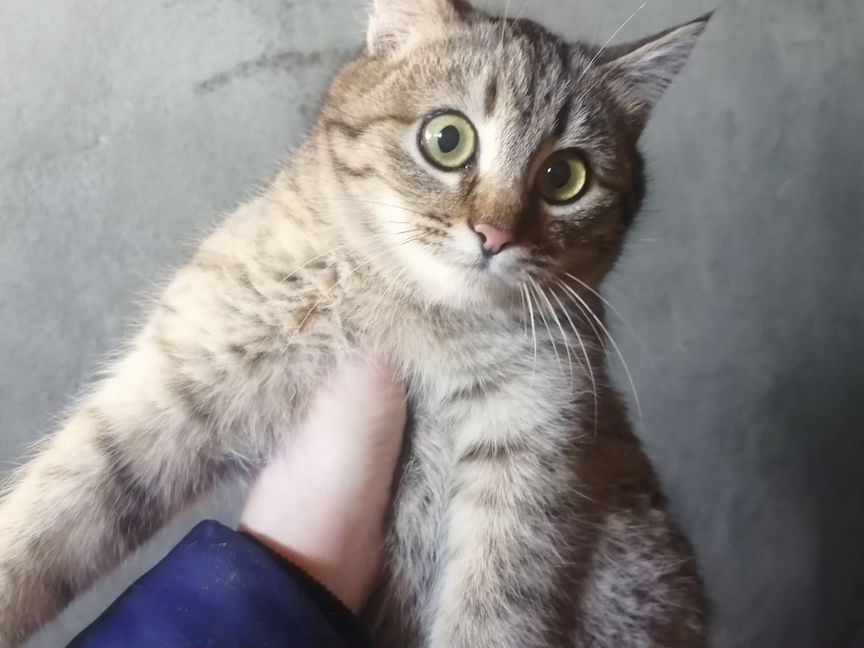 Кошки в добрые руки бесплатно