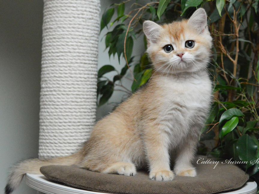 Шотландская прямоухая девочка золотая шиншилла