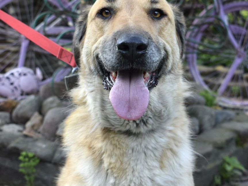 Очаровательная Маня 2 года ищет дом