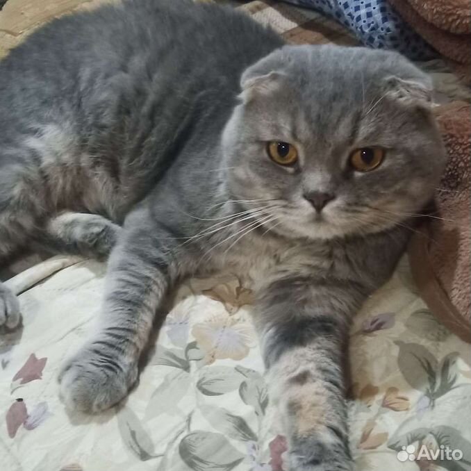 Шотландскй вислоухий Жених