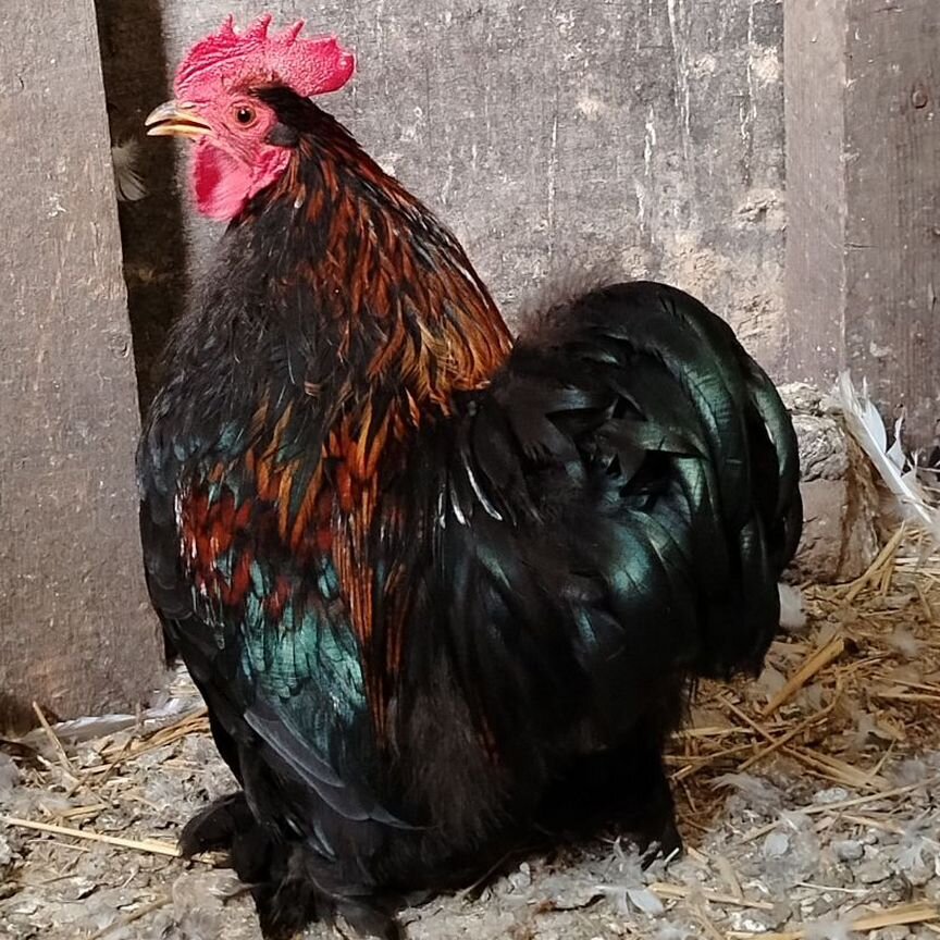 Карликовый кохинхин