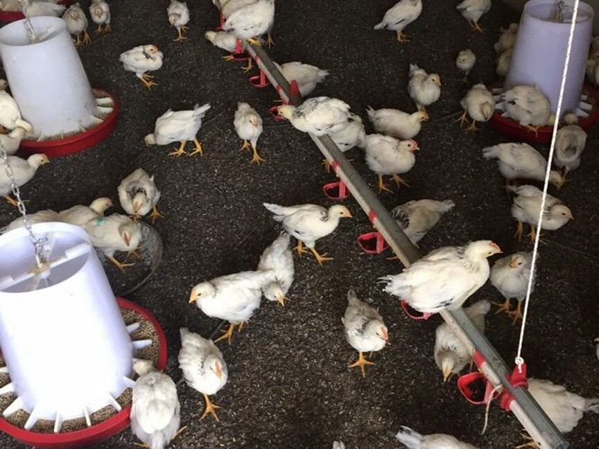 Циплята кур несушек доминант сербро кучинка