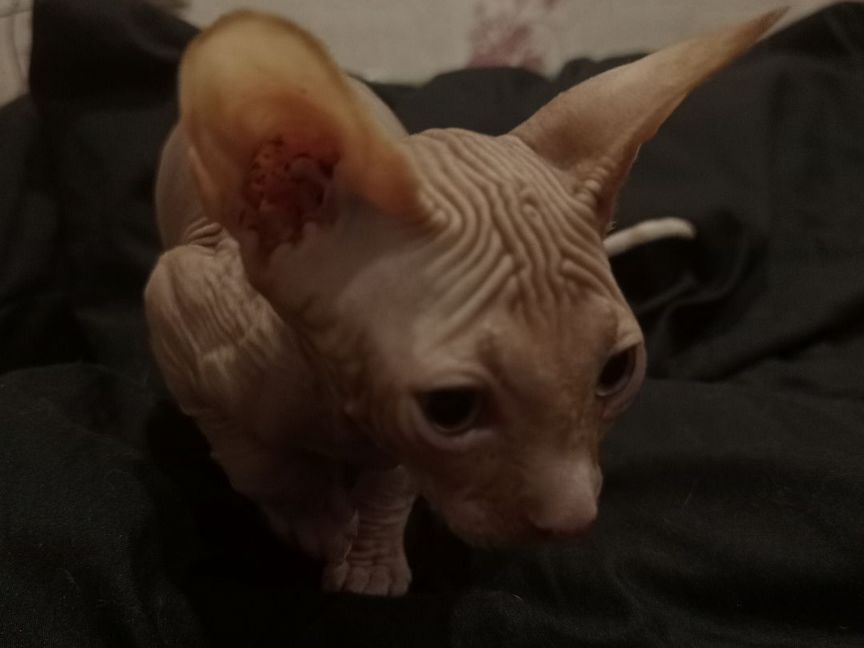Котята сфинкс