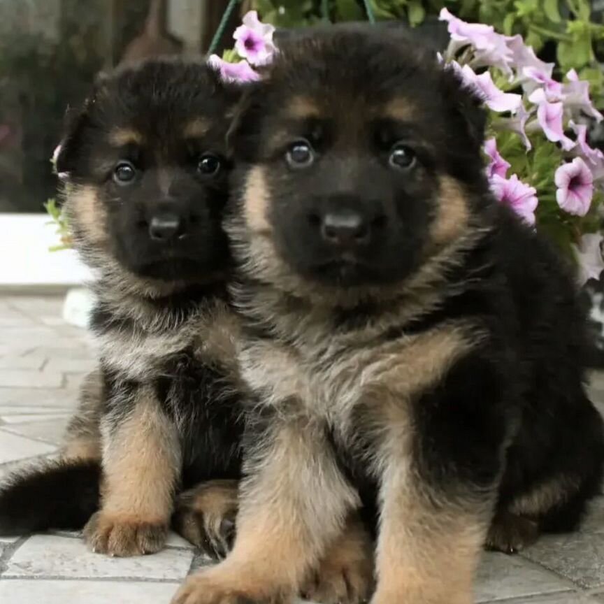 Немецкая овчарка щенки