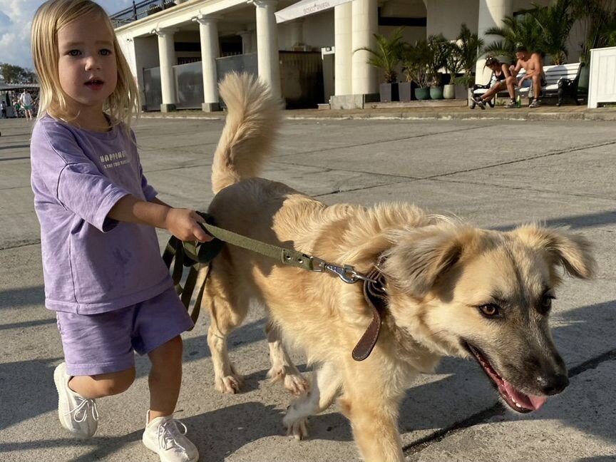 Семейная собака ретривер в добрые руки