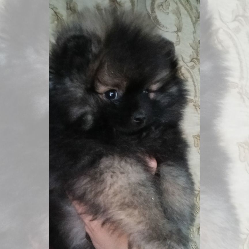 Померанский шпиц, щенок