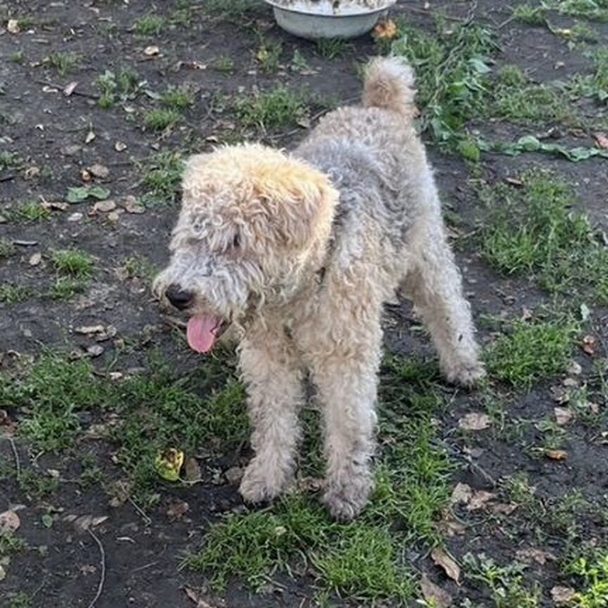 Фокстерьер, взрослый пёс