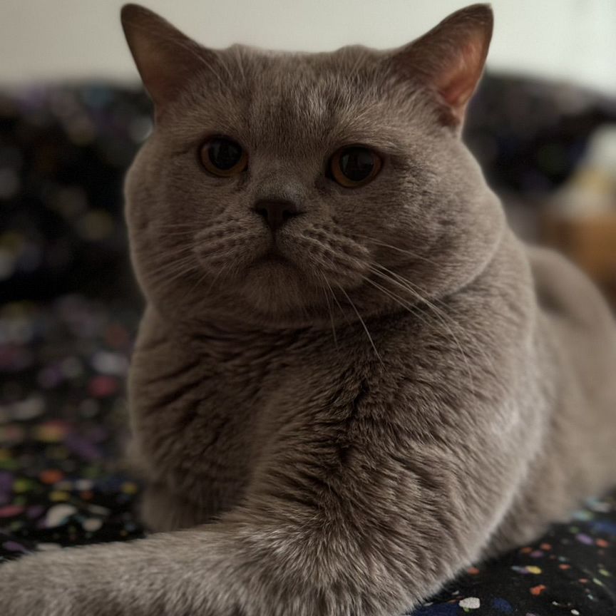 Британский кот на вязку