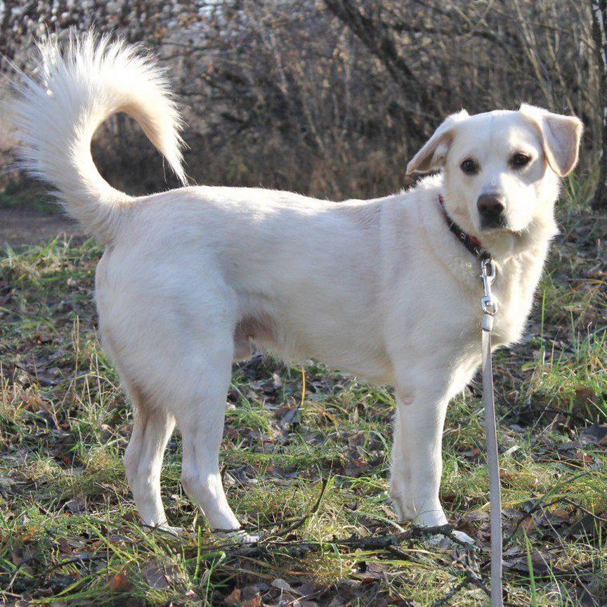 Лабрадор-ретривер, взрослый пёс