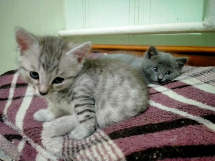 Котята в добрые руки мальчики 1 месяц