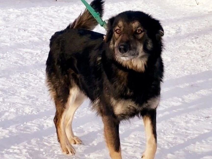 Ах Тесса, где же твой хозяин