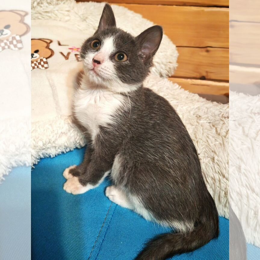 Котёнок в добрые руки