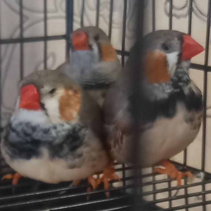 Зебровые амадины