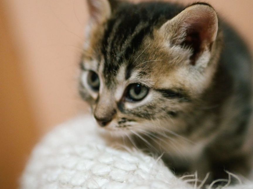 Остались две крошки Малышарики