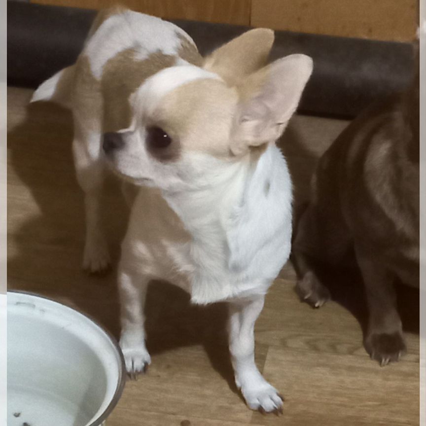 Чихуахуа, взрослая собака