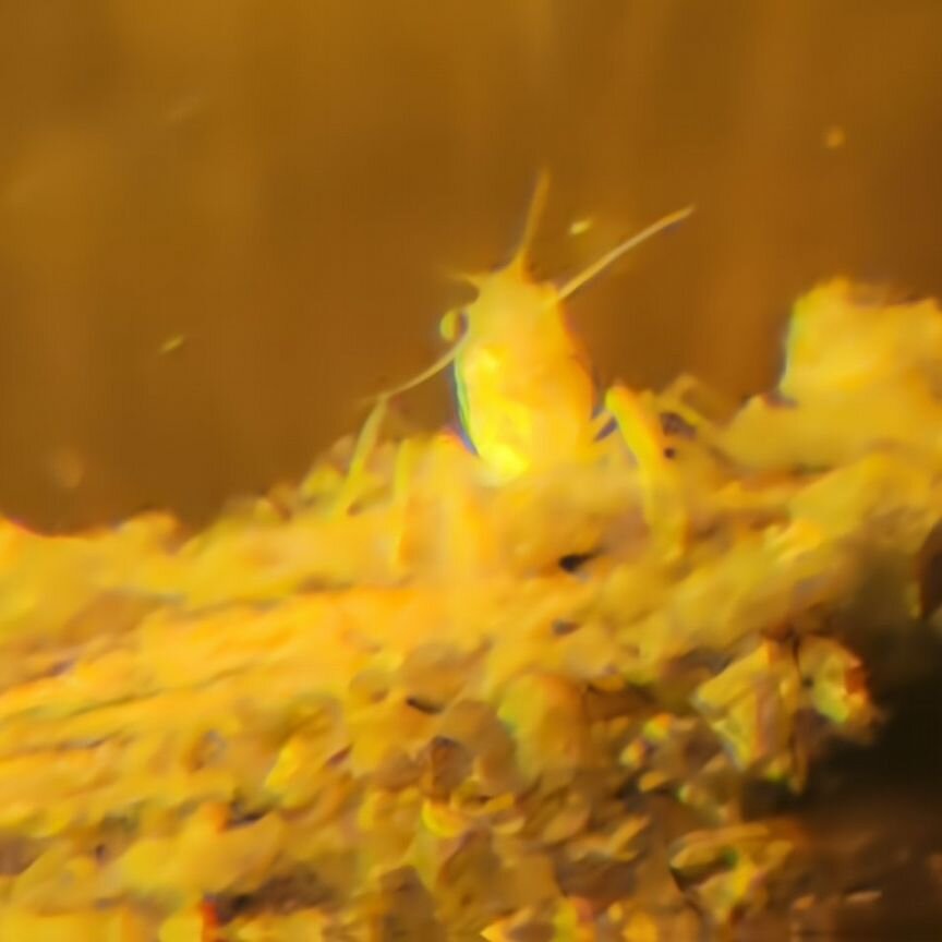 Мраморный рак малёк