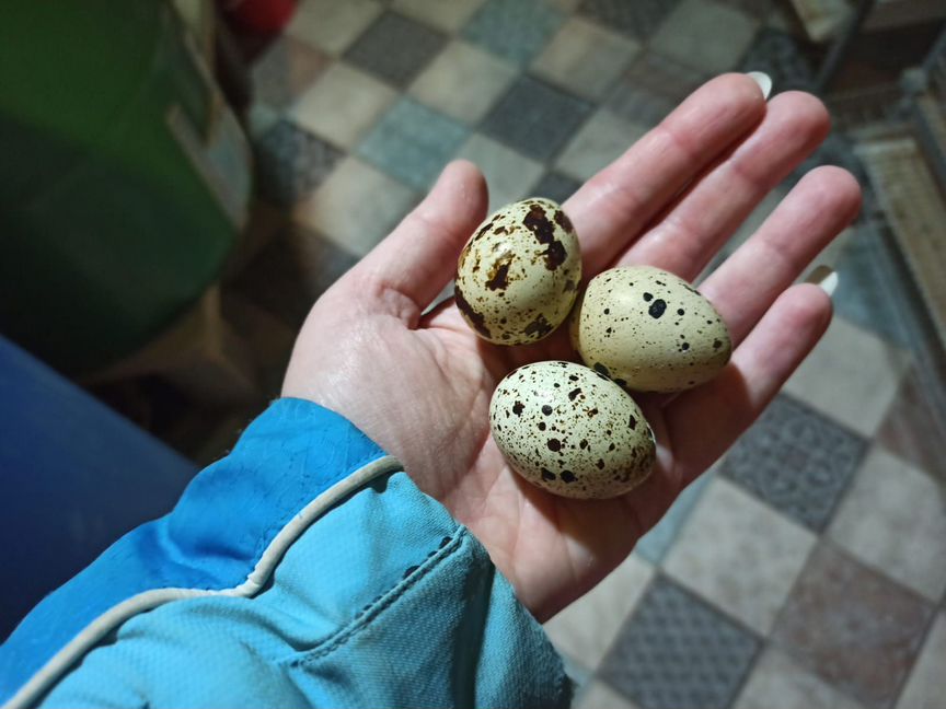Домашнее яйцо перепелиное свежее