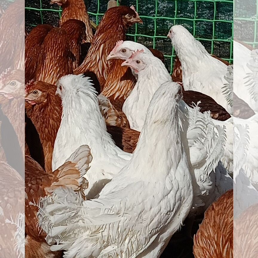 Курочки молодки, запись на май месяц