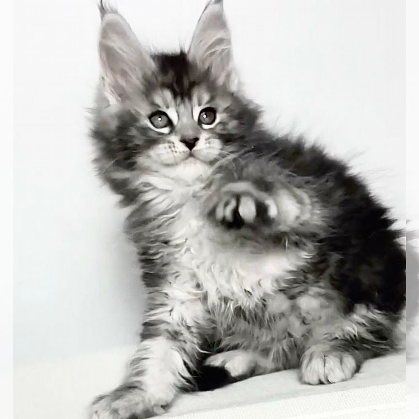 Мейн-кун котёнок