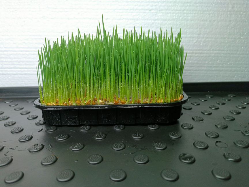 Микрозелень пшеницы для кошек и котов