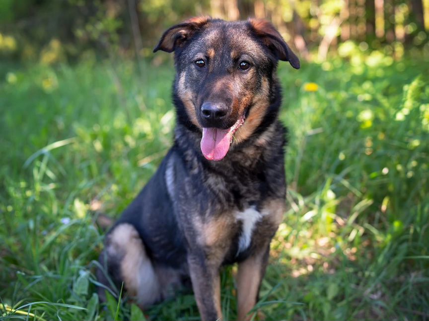 Собака: Молодой кобель (год), обученный у кинолога