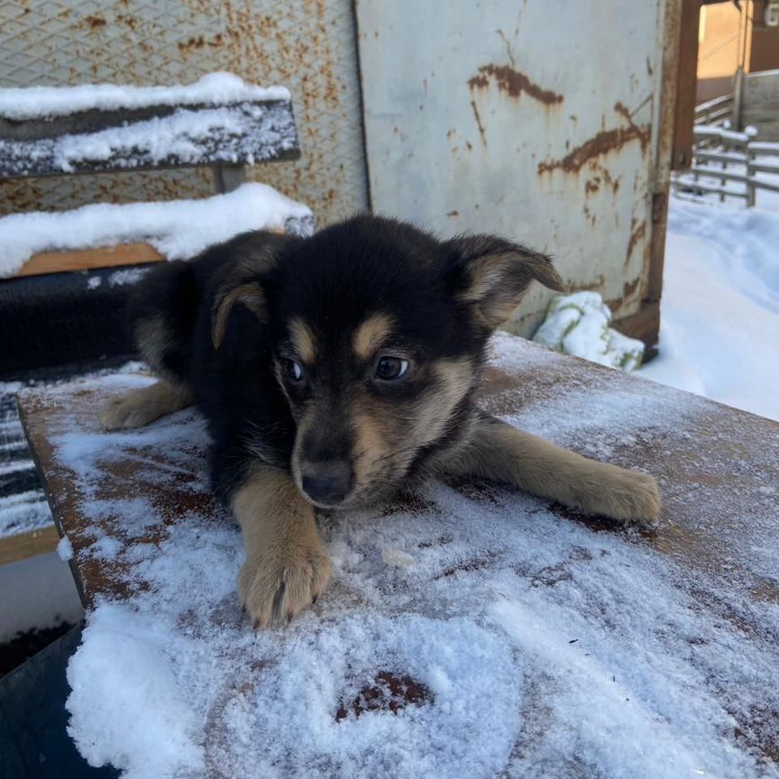 Друг человека