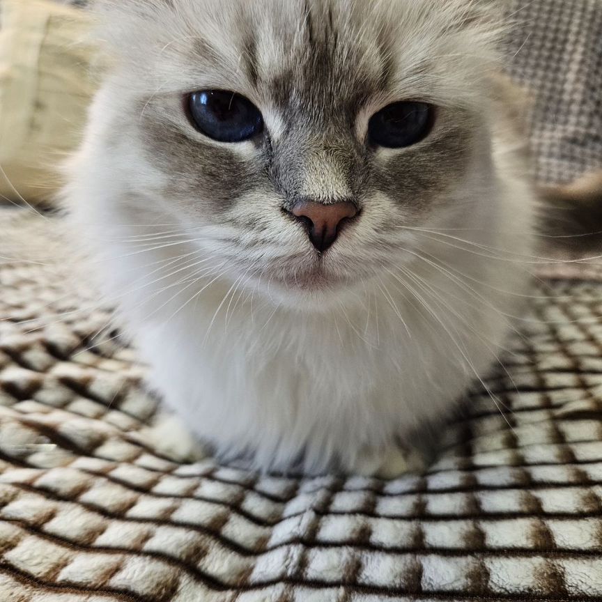 Невская Маскарадная кошка на вязку