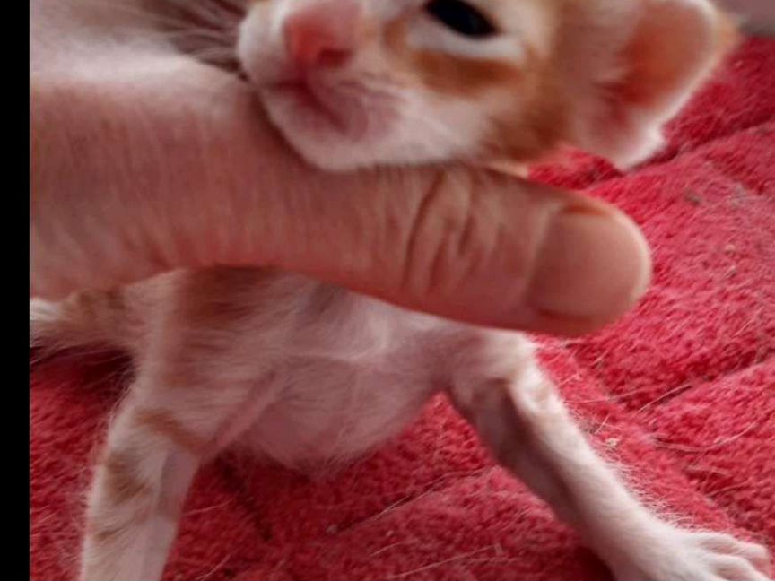 Кошка