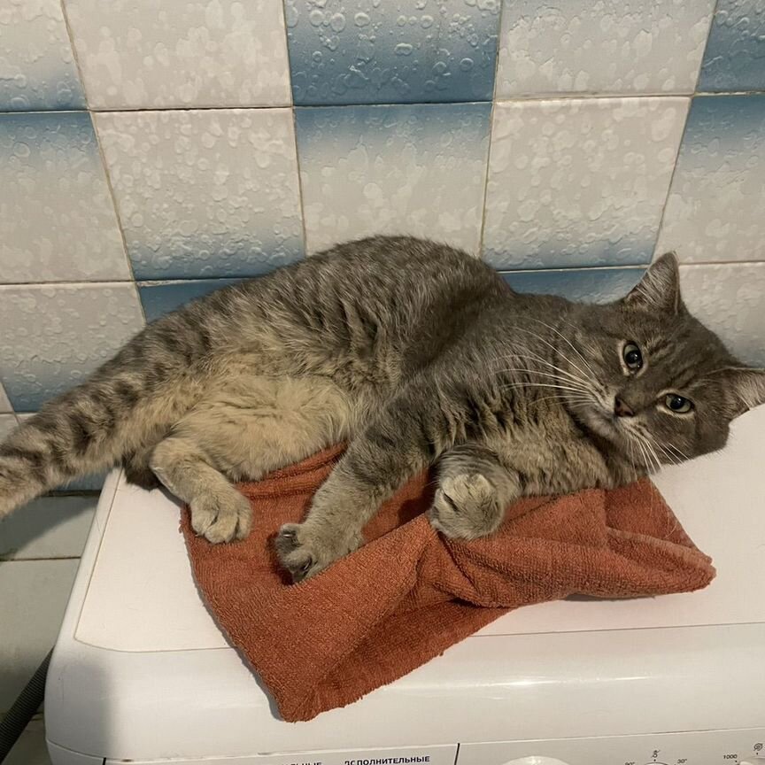 Отдам кота в добрые руки