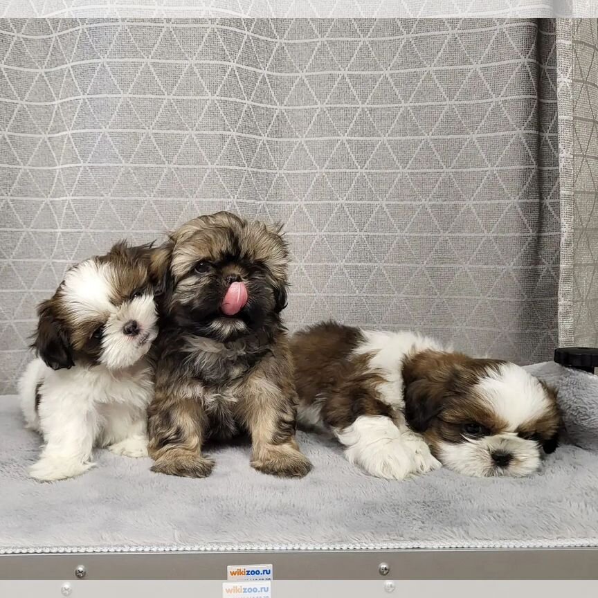 Ши-тцу, щенок