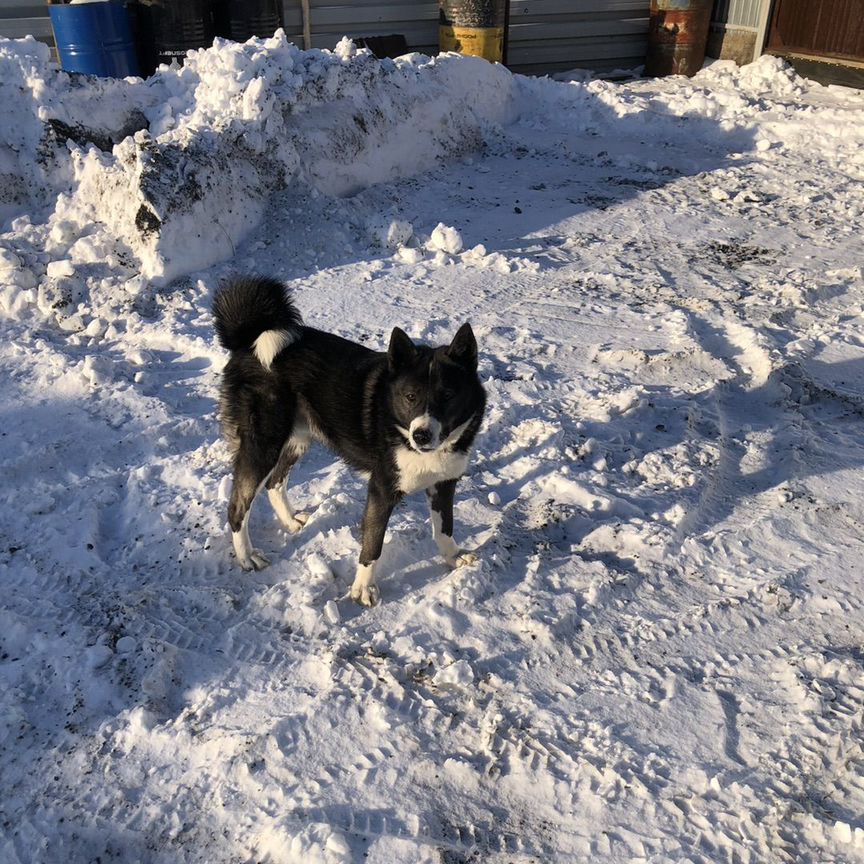 Руско европейские лайки