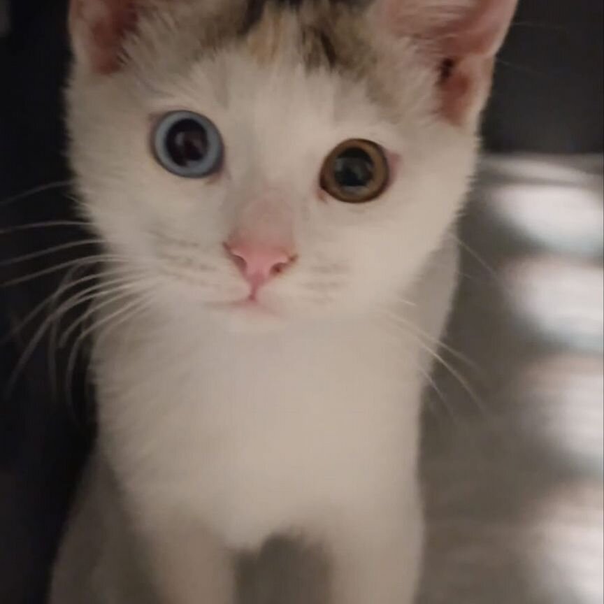 Котята - Зефирки