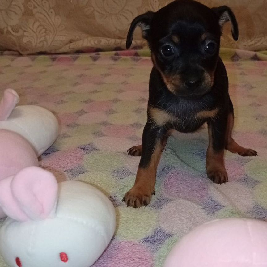 Русский той-терьер, щенок