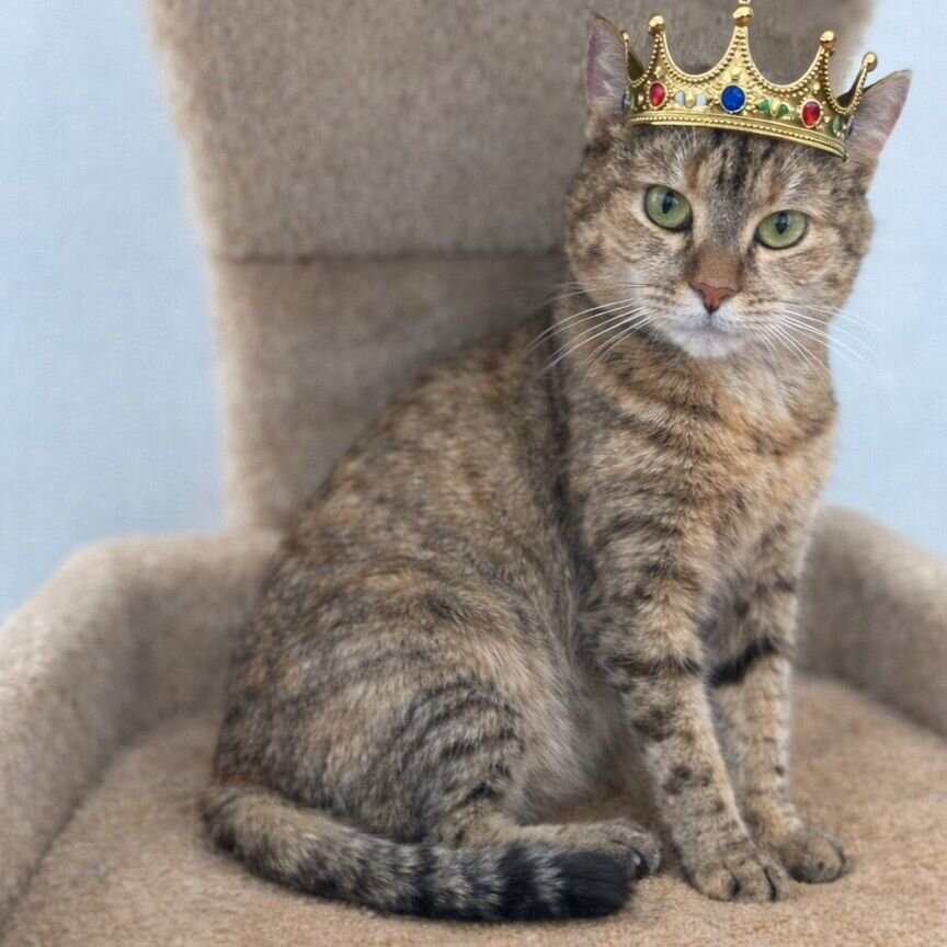 Европейская короткошёрстная, взрослая кошка