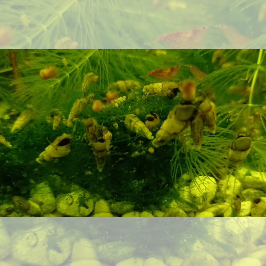 Улитки аквариумные