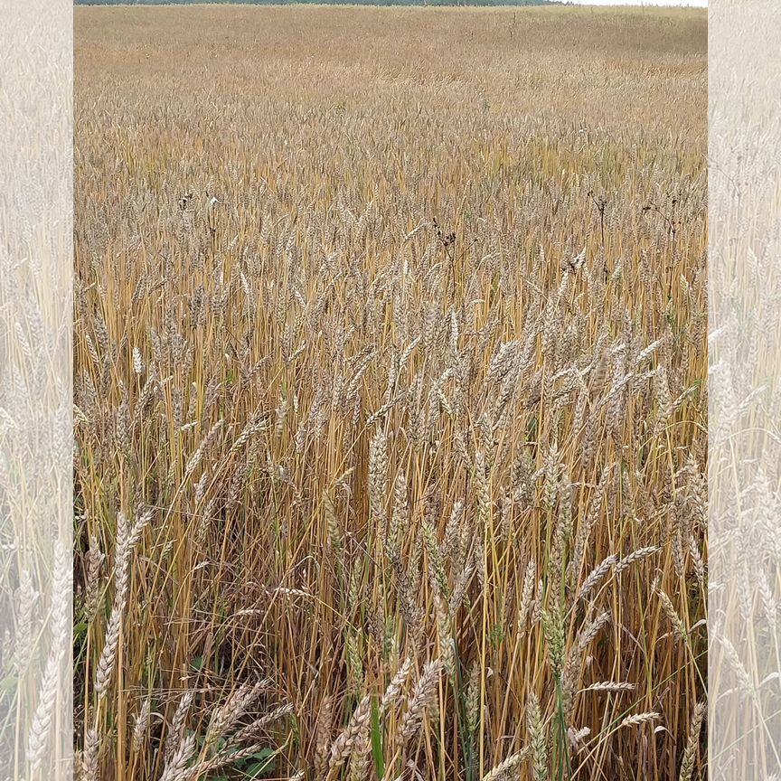 Продажа зерна,овса писать ватцап
