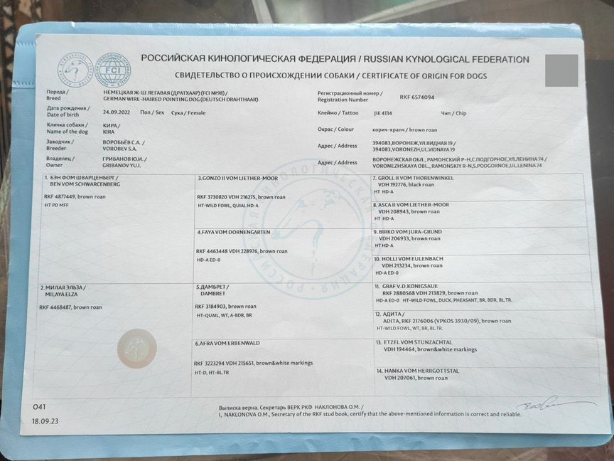 Щенки дратхаара
