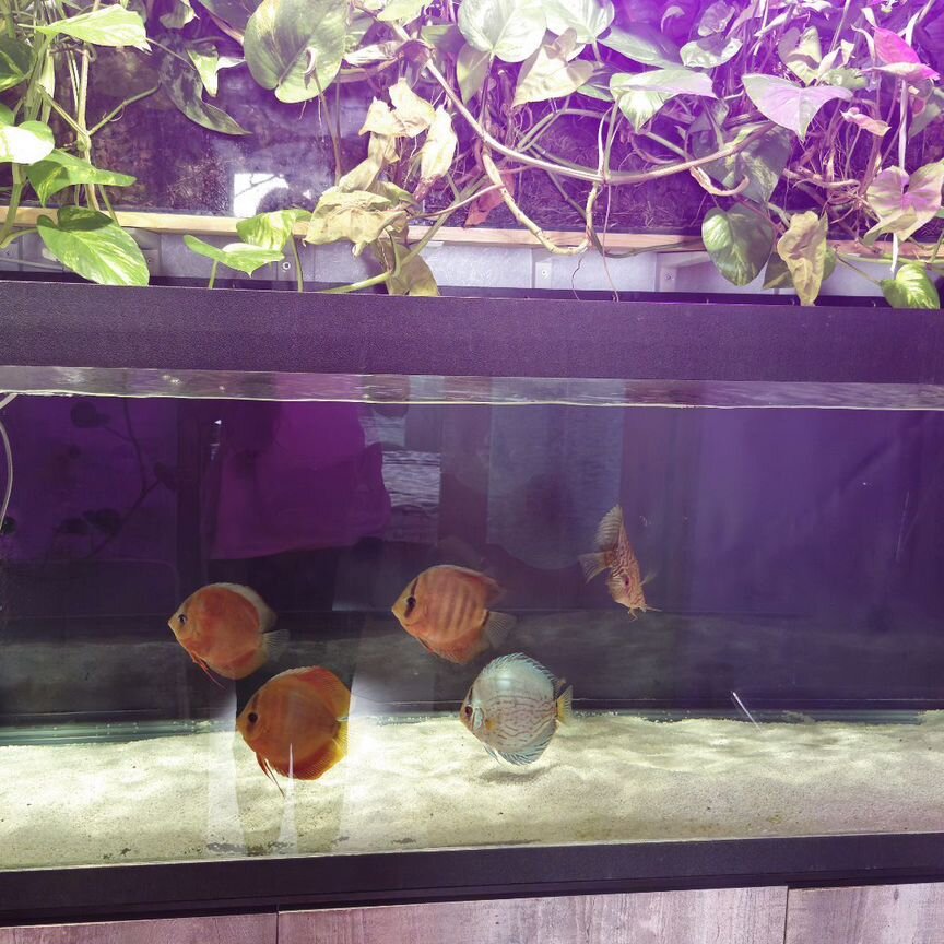 Дискусы и сомик