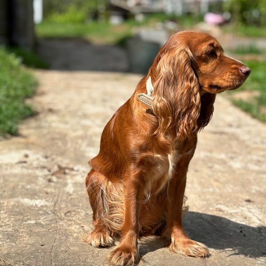 Щенки русского спаниеля