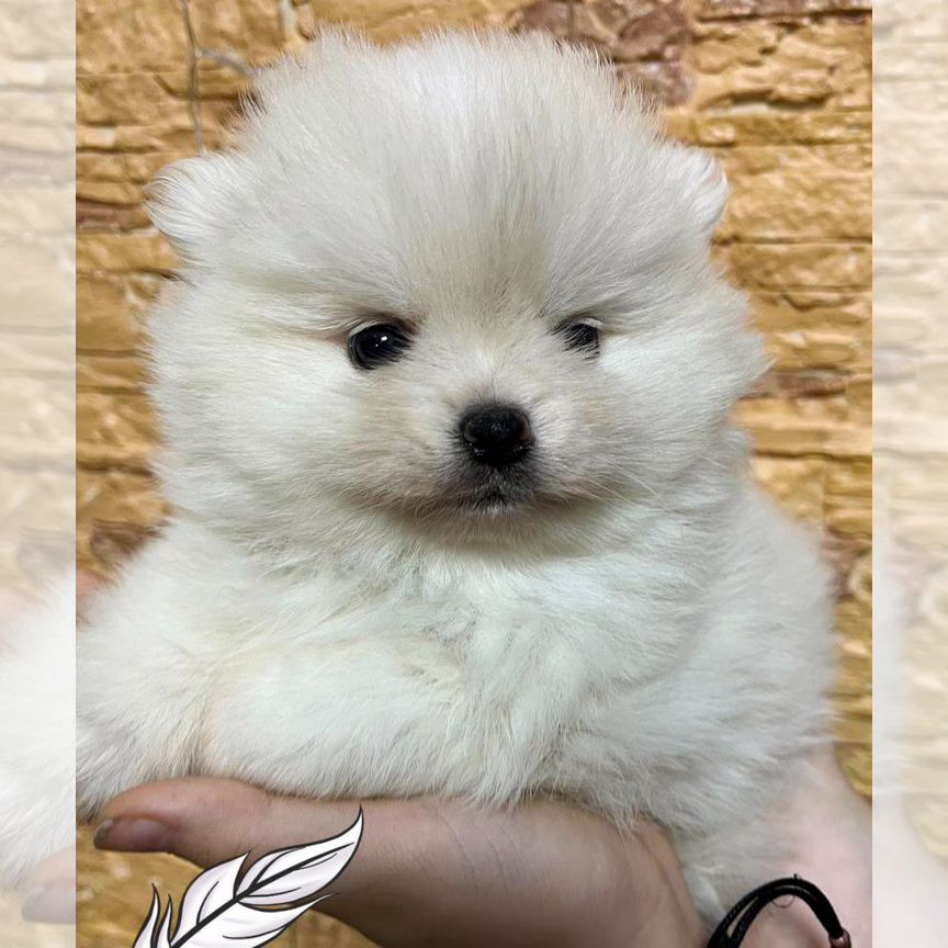 Немецкий шпиц, щенок