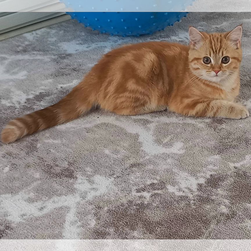 Мраморный котик